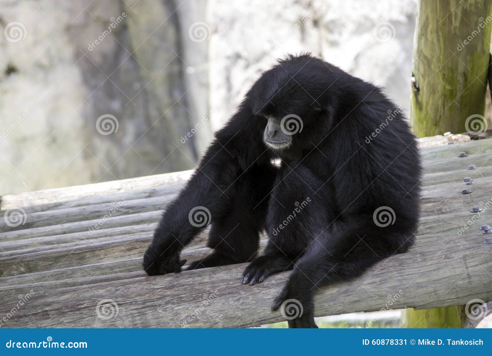 Assento Preto Do Macaco De Furo Imagem de Stock - Imagem de confuso ...