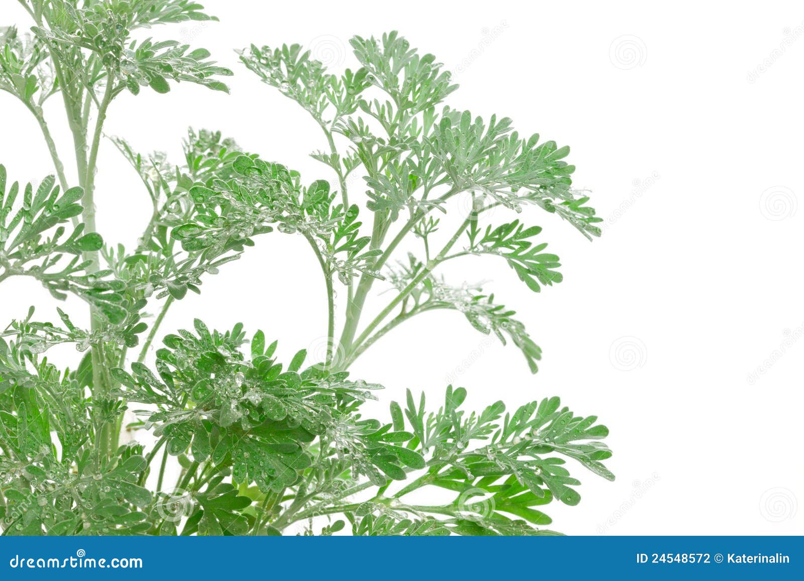 Assenzio Dell'artemisia (assenzio Romano) Fotografia Stock - Immagine ...