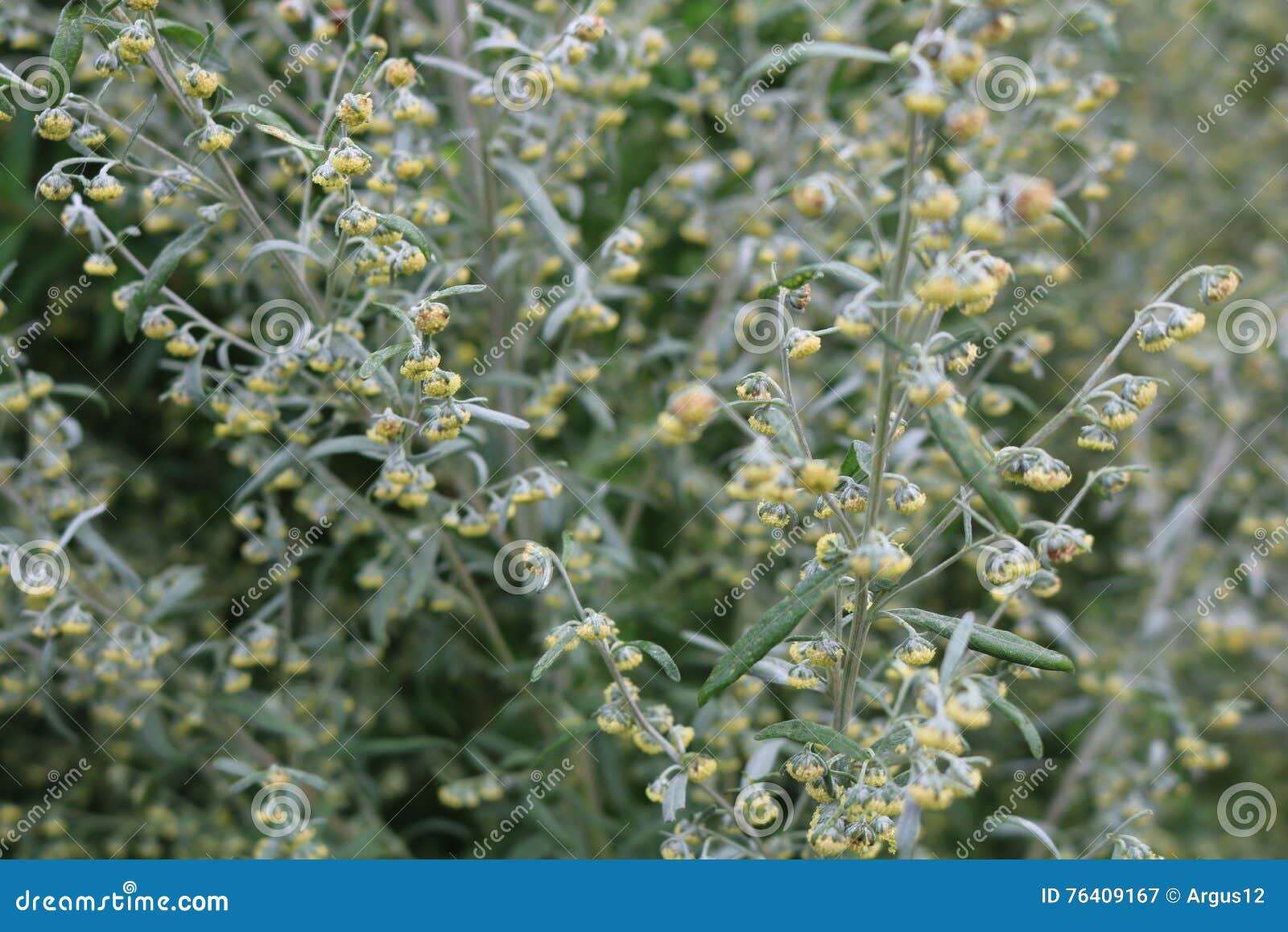 Assenzio Romano & X28; Absinthium& X29 Dell'artemisia; Immagine Stock ...