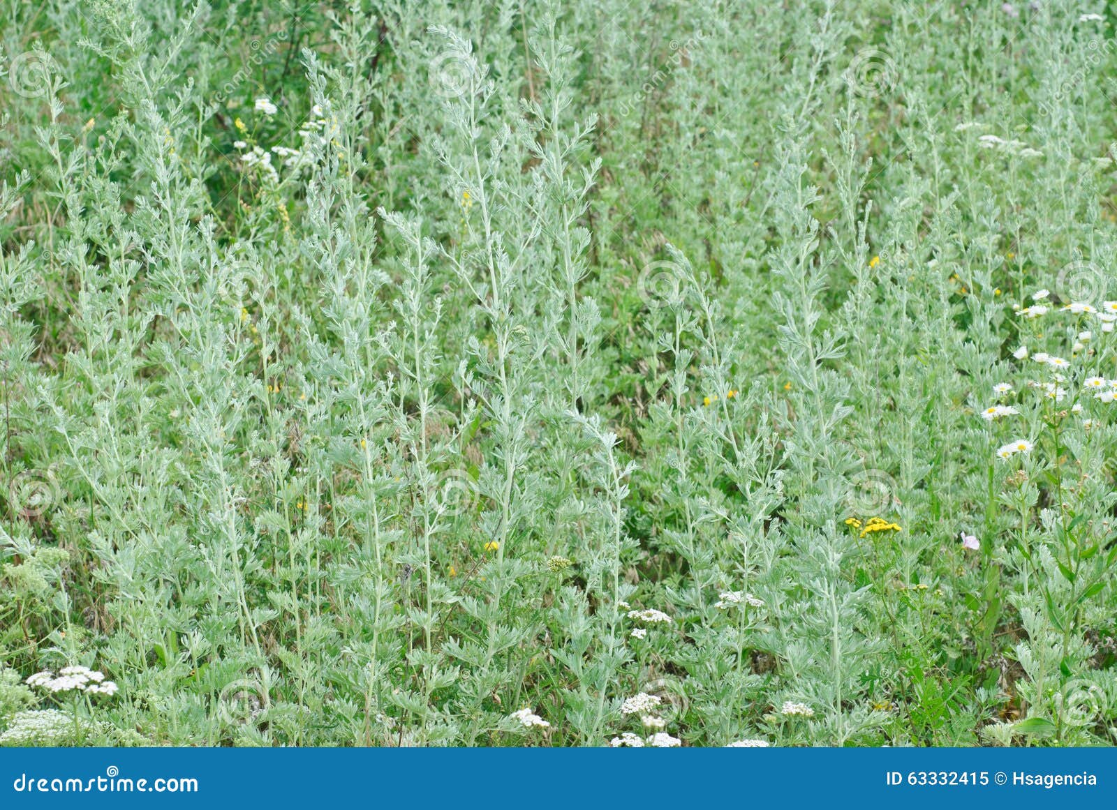 Assenzio Romano (artemisia Absinthium L ) Immagine Stock - Immagine di ...