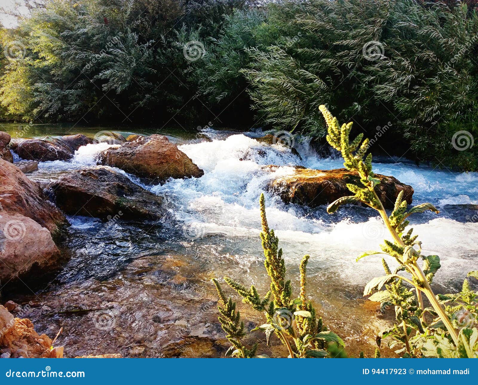The Assi River stock image. Image of river, plant, vegetation - 94417923