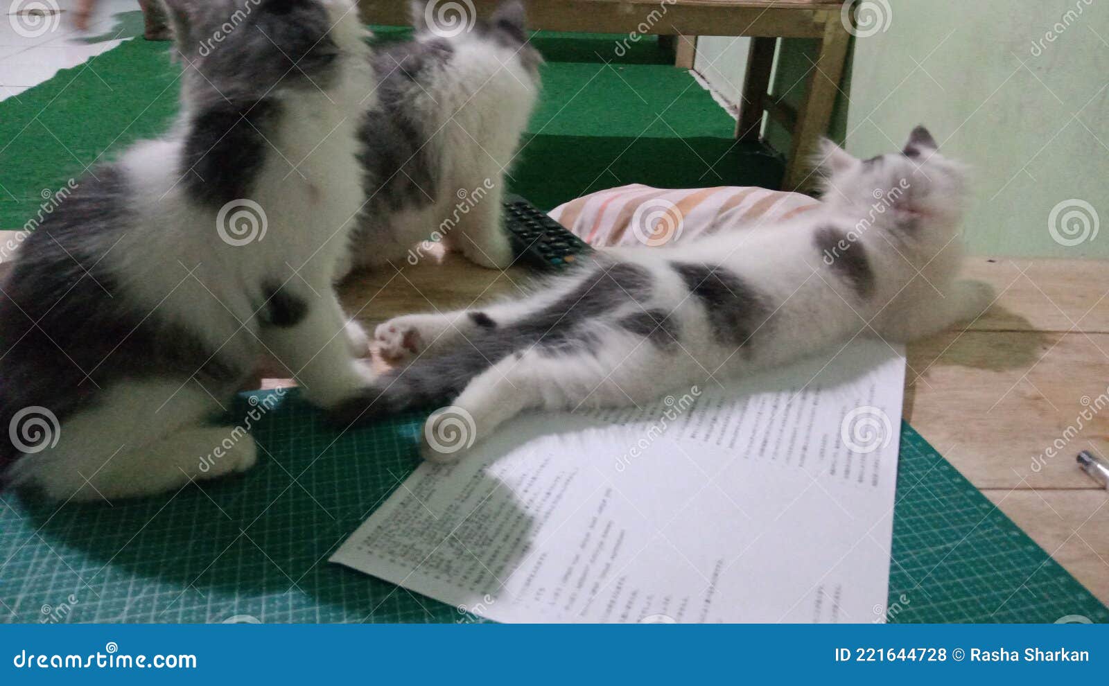 Assignment and cats stock photo. Image of kitten, annoyingbutcute ...