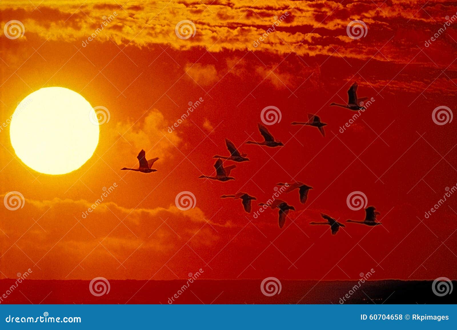 Trumpeter Swan migration stock photo. Image of birds - 60704658