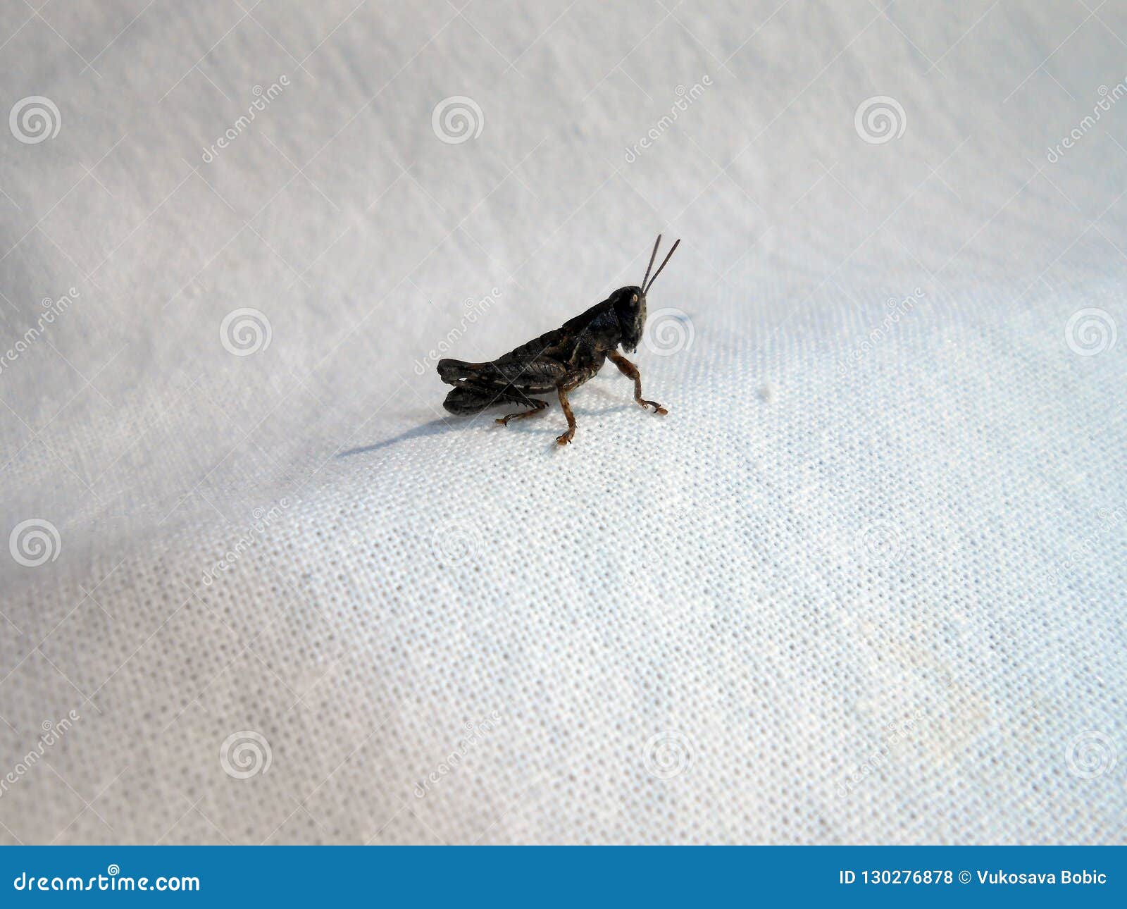 Assimilis De Gryllus Del Grillo Foto de archivo - Imagen de oscuro ...