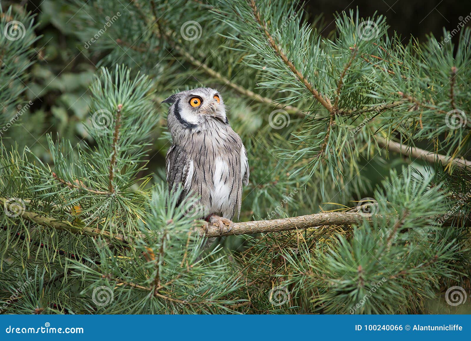 Assiolo in albero fotografia stock. Immagine di predatore - 100240066