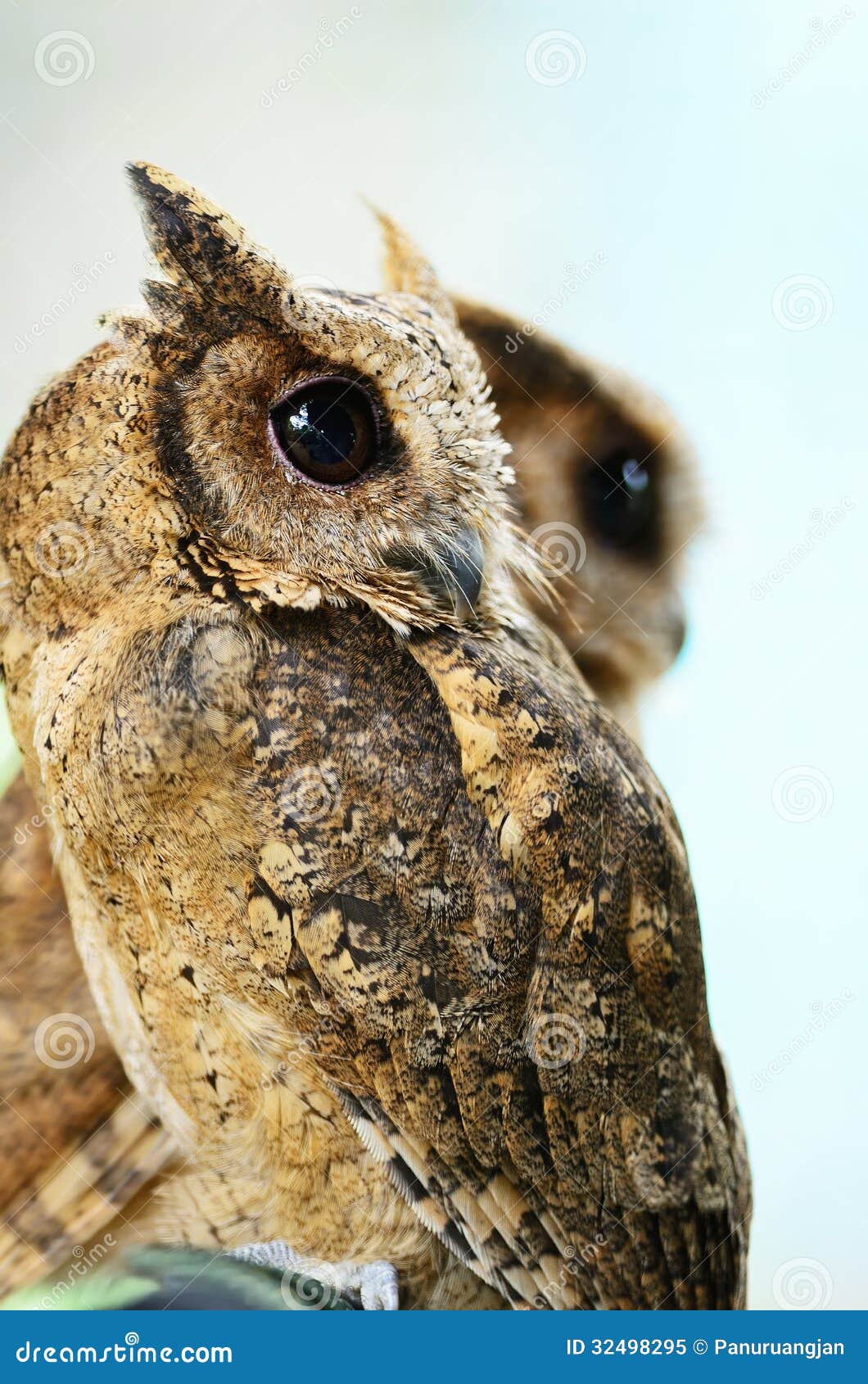 Assiolo orientale immagine stock. Immagine di aviario - 32498295