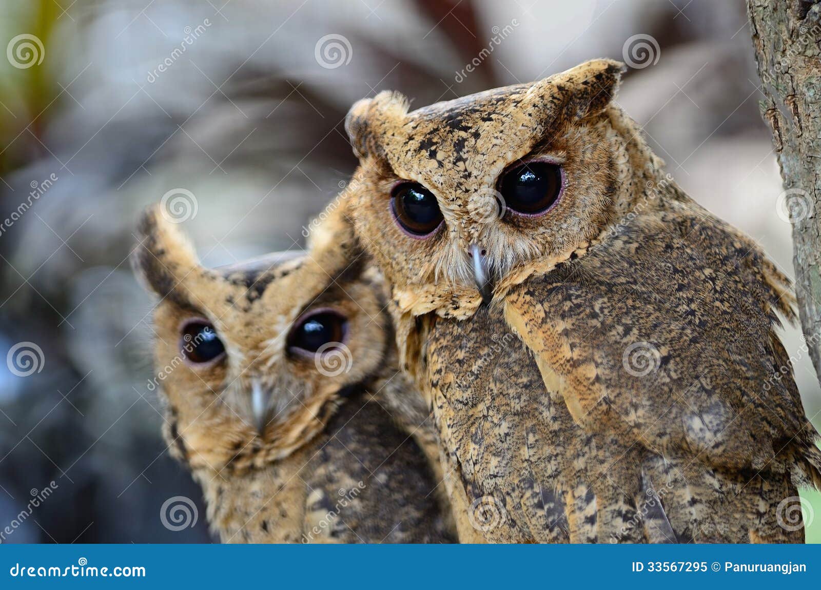 Assiolo orientale immagine stock. Immagine di animale - 33567295