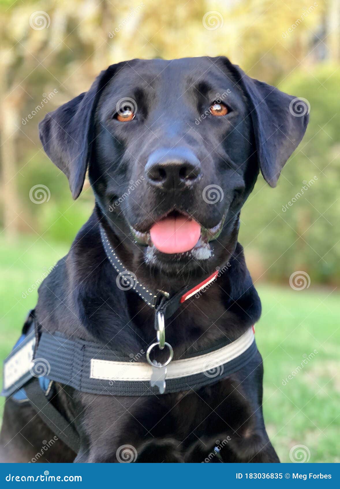 Assistance / service dog stock image. Image of medical - 183036835