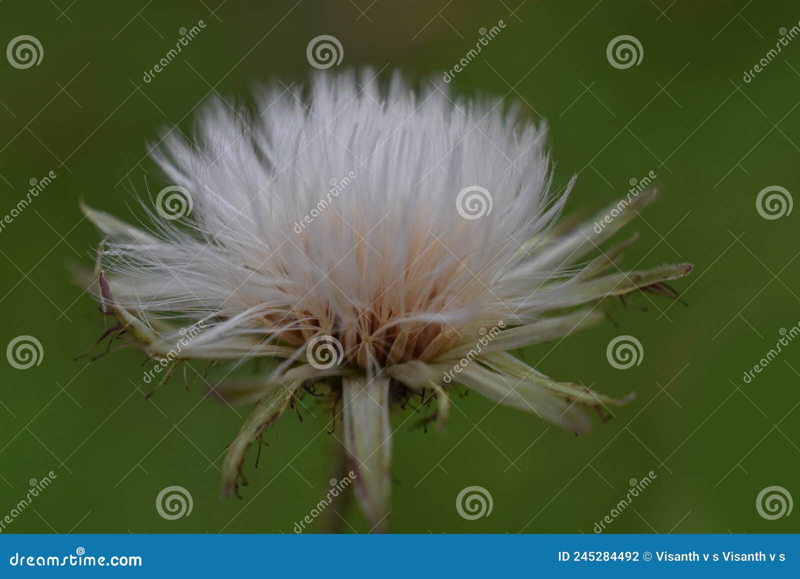 Assobio Branco De Planta Macro Em Fundo Verde Foto de Stock - Imagem de ...