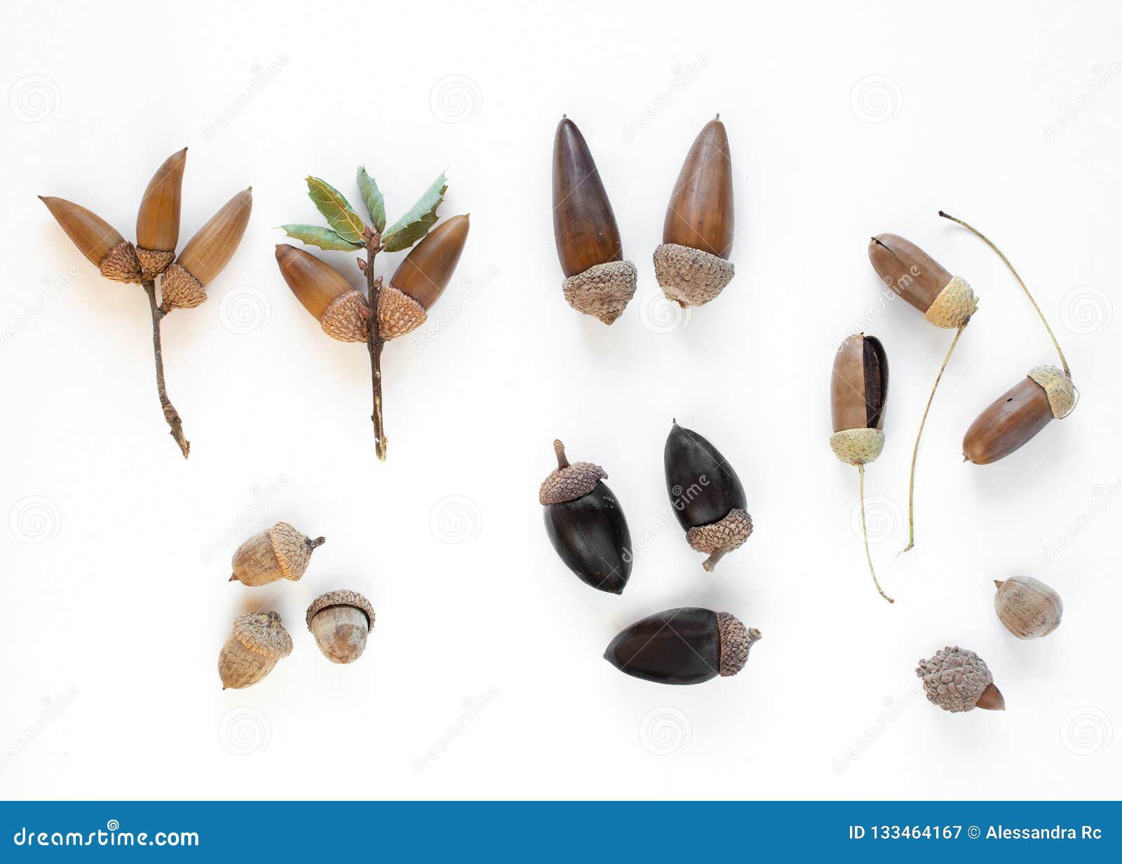 Assorted Acorns from California Stock Image - Image of food, seed ...