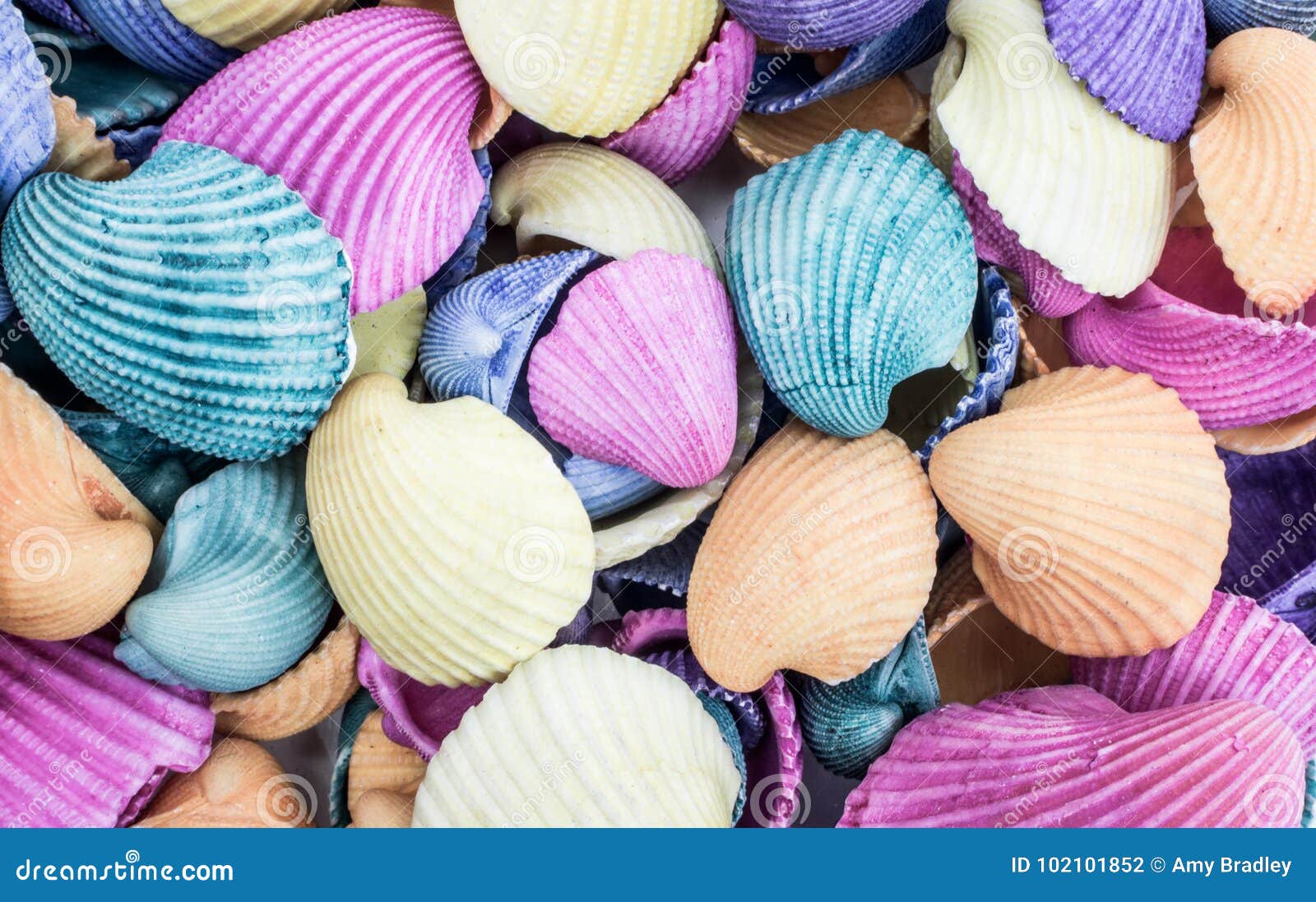 Assorted Antique Colored Seashells Stock Photo - Image of green, ornate ...