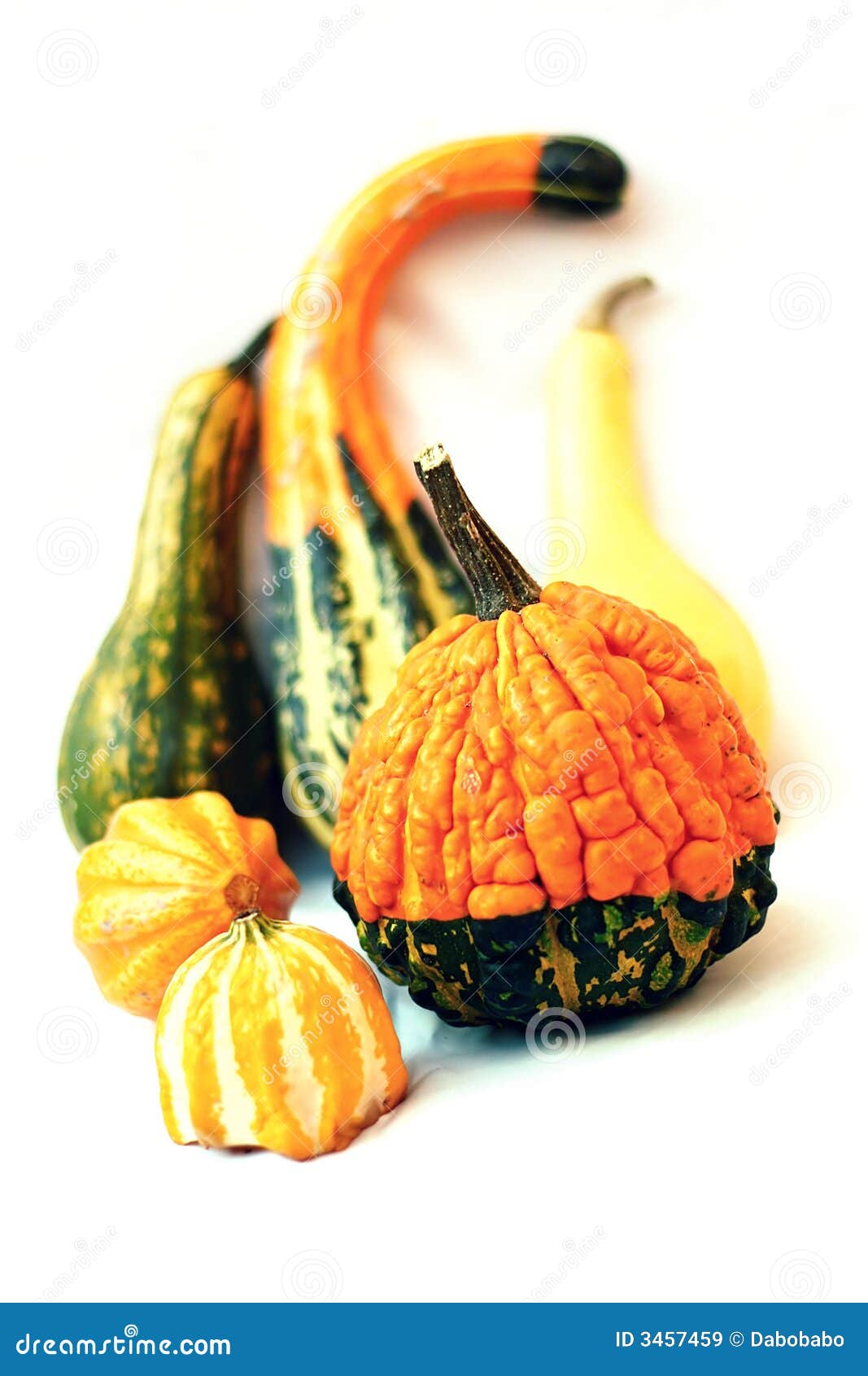 Assorted Autumn Gourds stock image. Image of cucurbita - 3457459