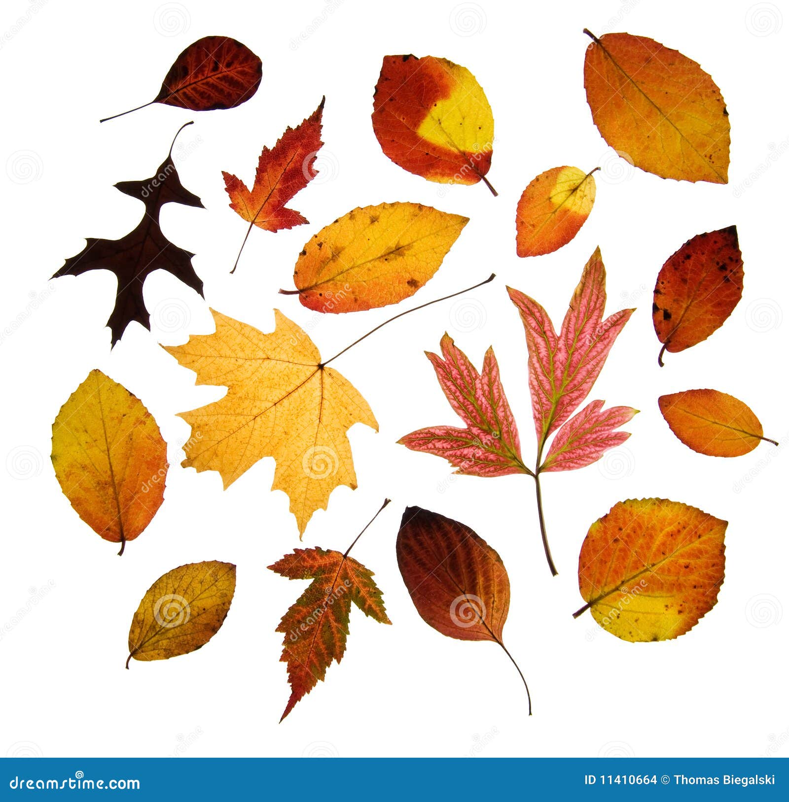 Assorted Autumn Dried Corn Husks Of Many Varieties Over Rustic Wood ...