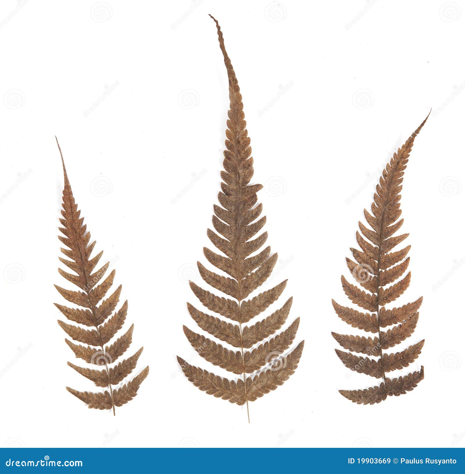 Assorted autumn leaves stock image. Image of green, leaves - 19903669