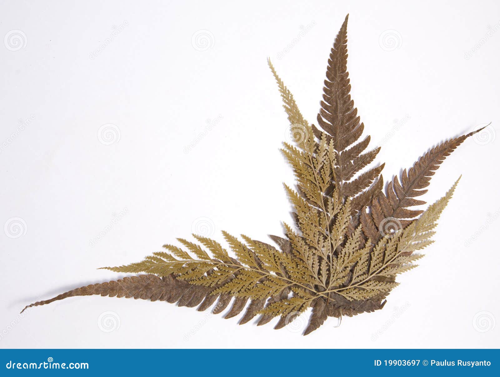 Assorted autumn leaves stock image. Image of flower, decoration - 19903697