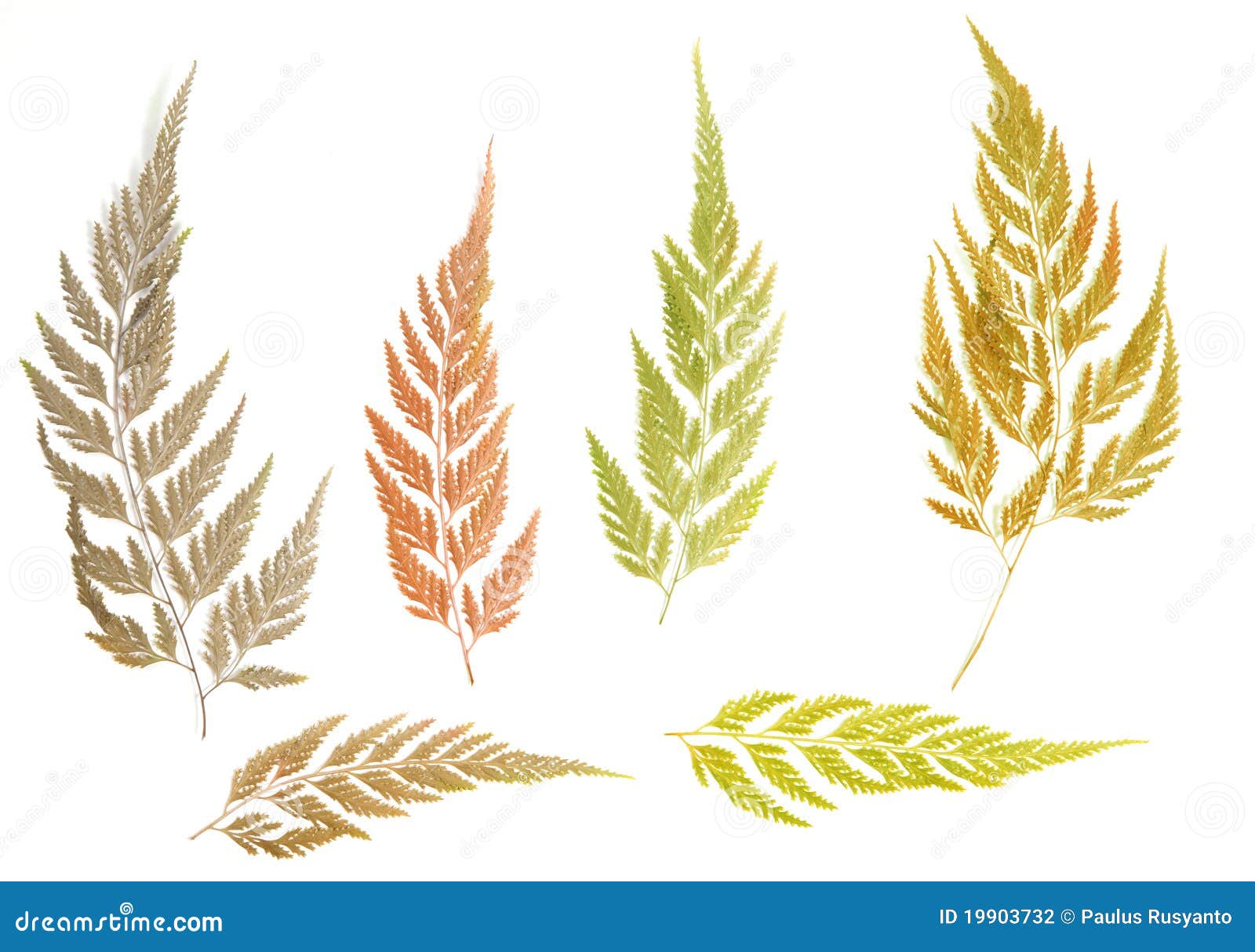 Assorted autumn leaves stock photo. Image of isolated - 19903732