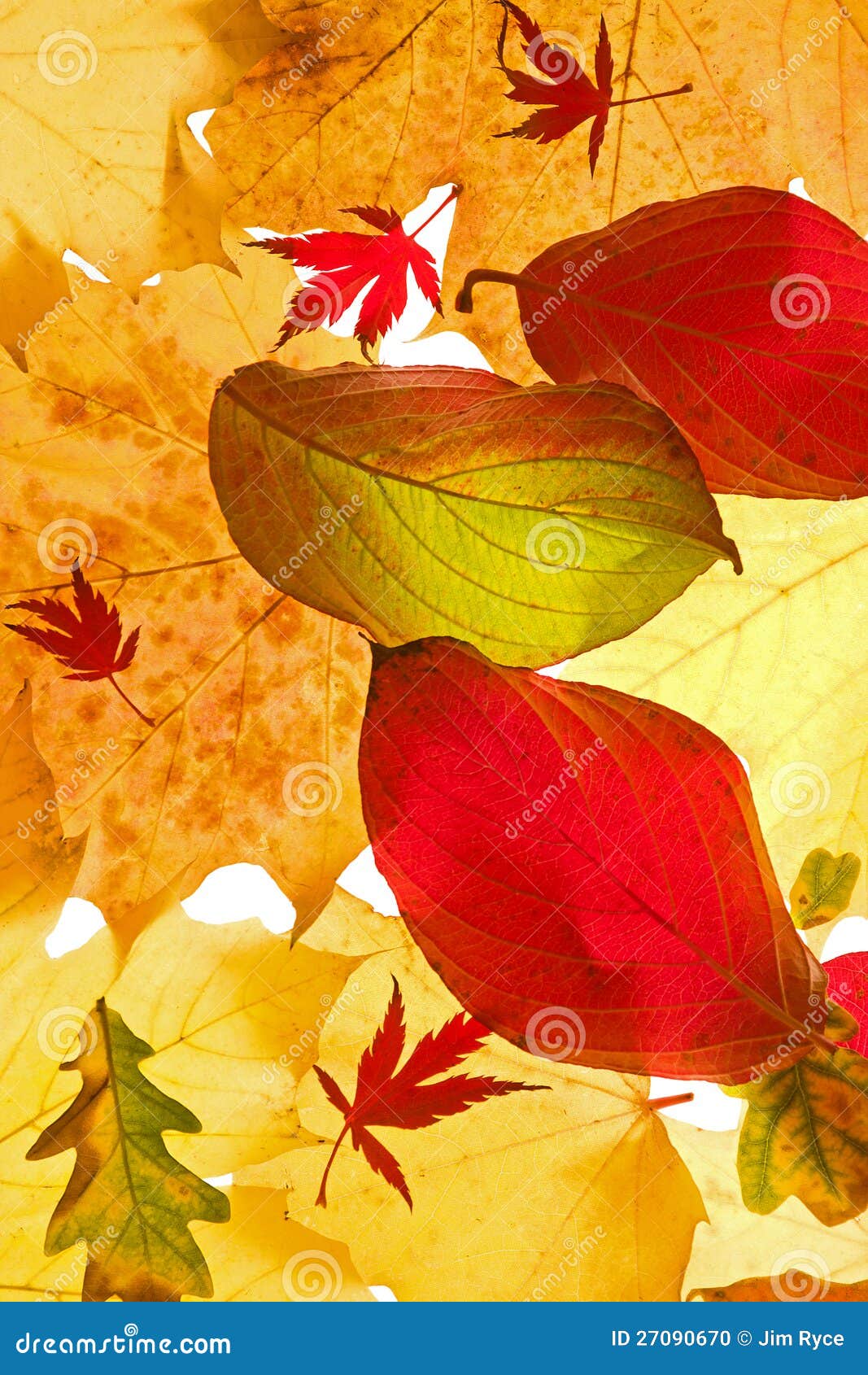 Assorted Autumn Leaves stock photo. Image of backlit - 27090670