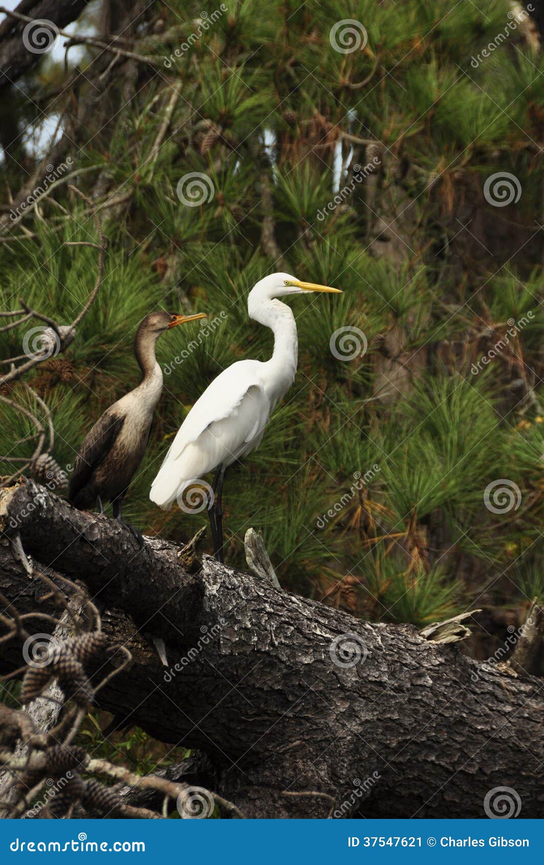 Assorted birds stock image. Image of beak, ornithology - 37547621