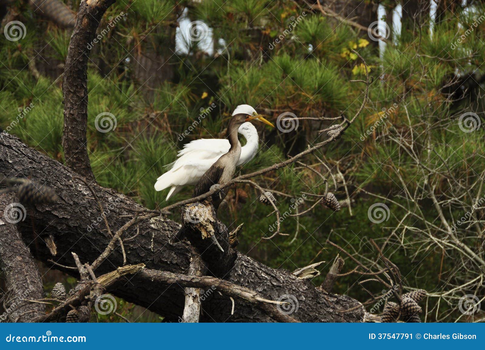 Assorted birds stock image. Image of ornithology, flight - 37547791