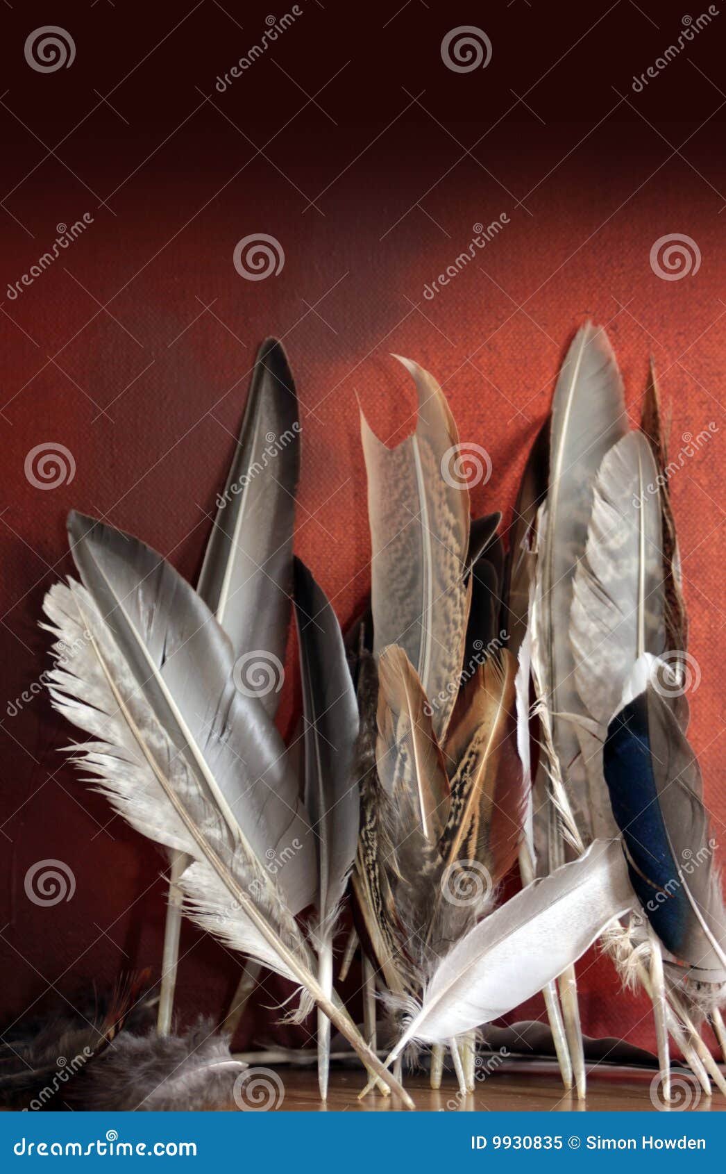 Assorted Birds Feathers stock image. Image of bakground - 9930835