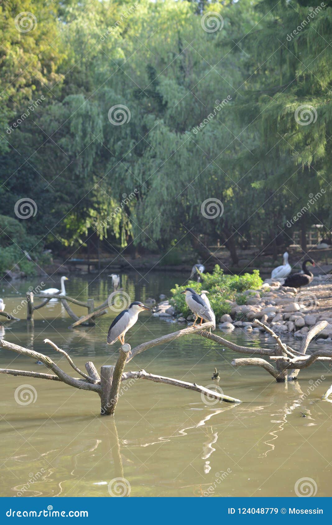 Assorted Birds are in Tree Branch Stock Image - Image of black, forest ...