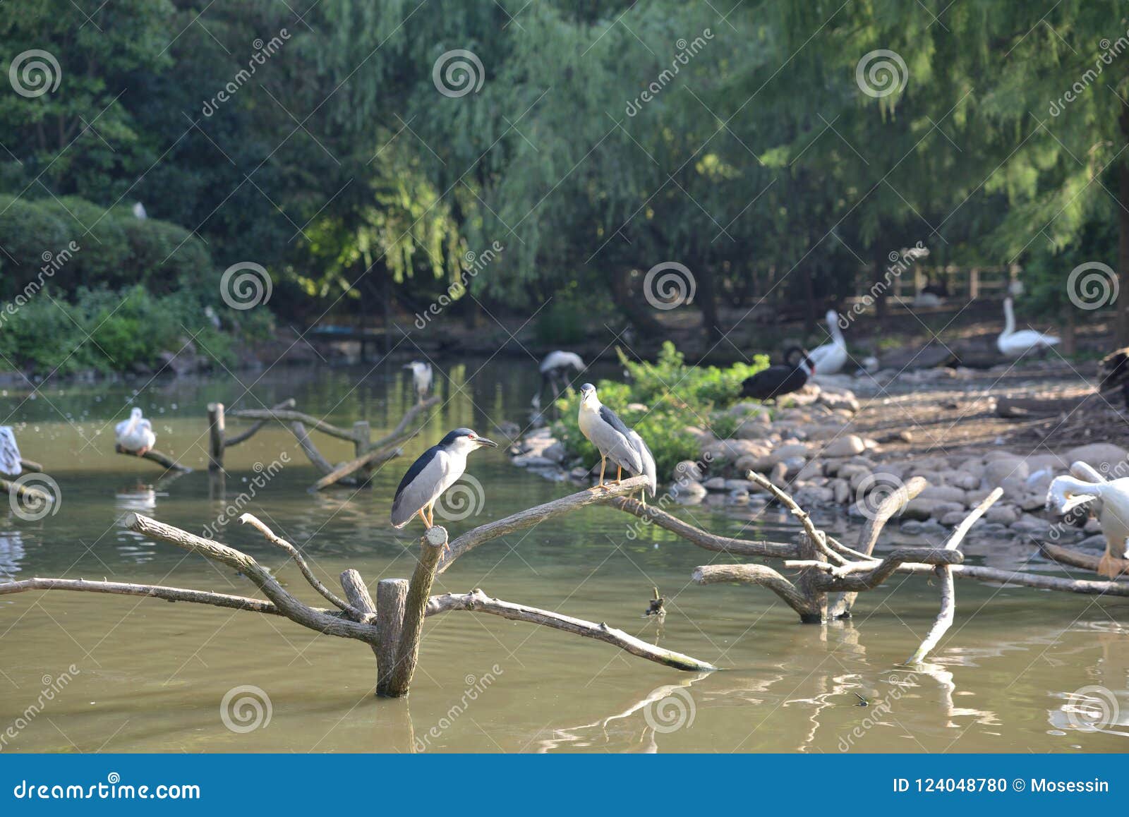 Assorted Birds are in Tree Branch Stock Photo - Image of brown, large ...