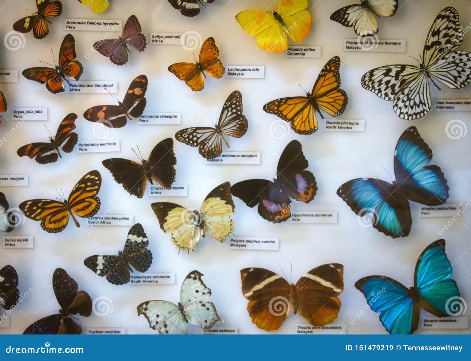 An Assorted Butterfly Collection in a Glass Display Case Editorial ...