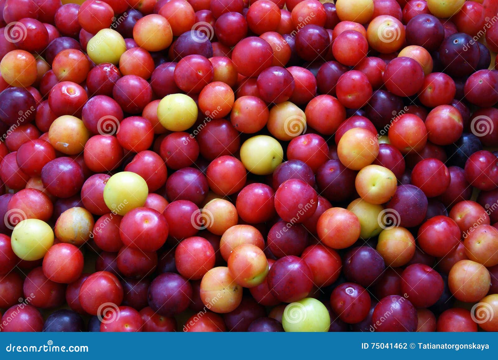 Assorted cherry-plums stock photo. Image of field, feeding - 75041462