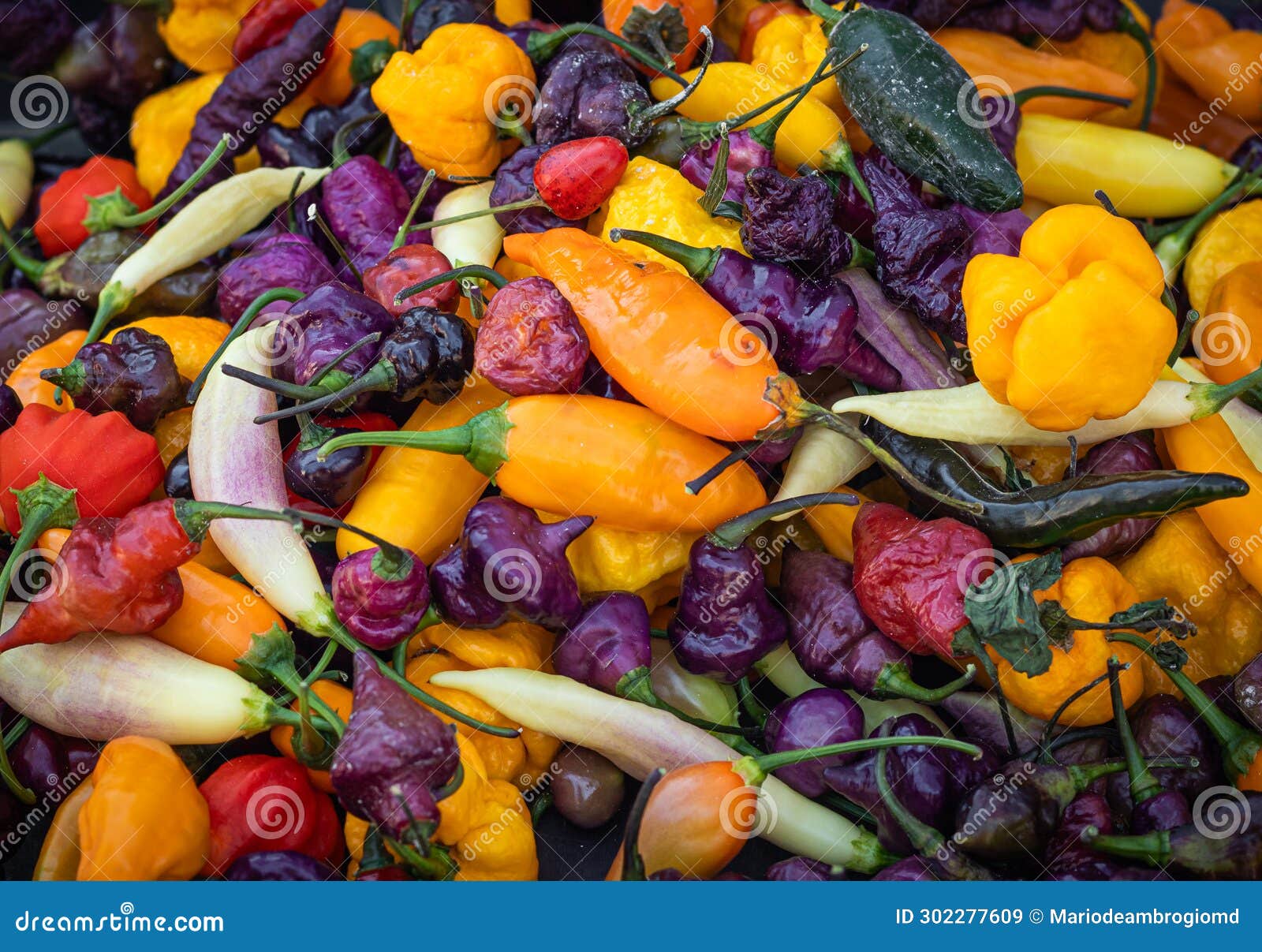 Assorted Chili Peppers in Various Colors Inside a Container Stock Image ...