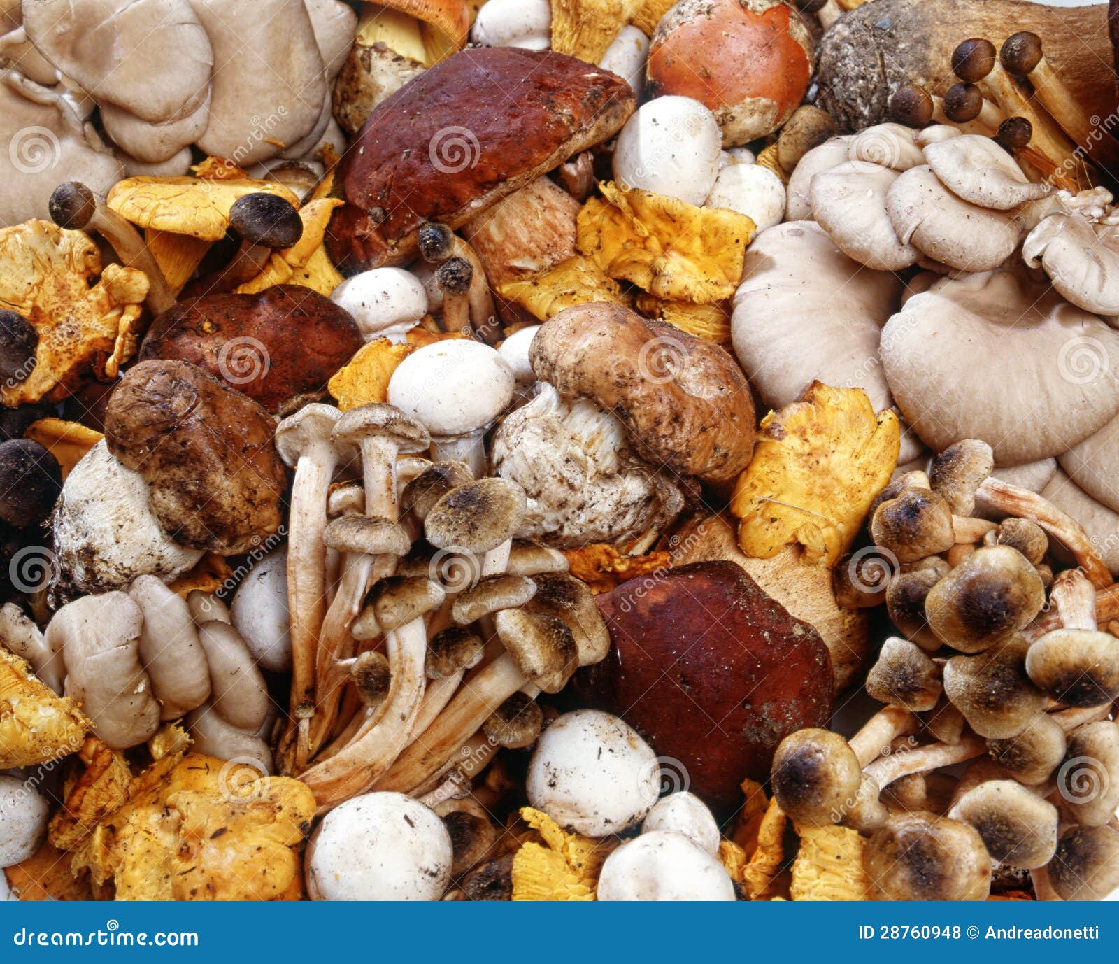 Assorted Collection of Fresh Mushrooms Stock Photo - Image of market ...