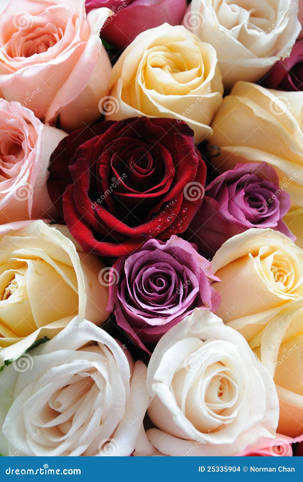 Assorted color of roses stock photo. Image of background - 25335904