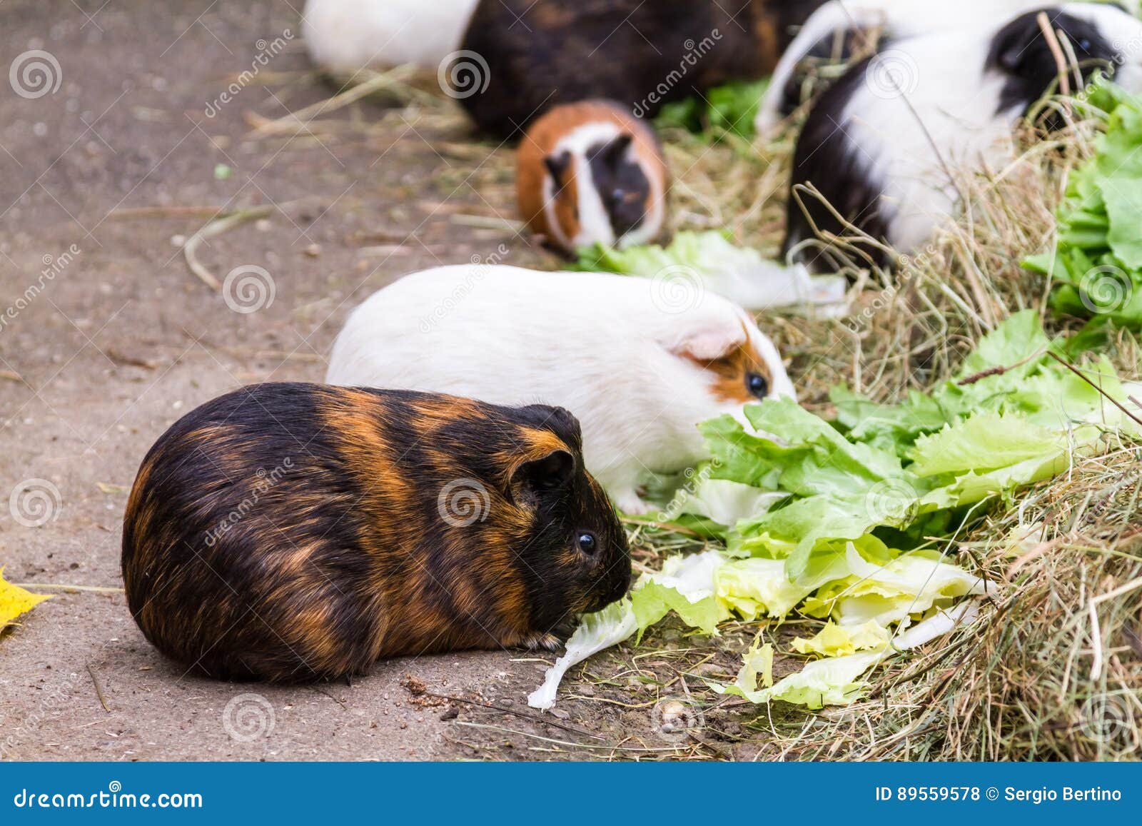 Assorted Colored Guinea Pigs Outdoors Feeding Stock Photo - Image of ...