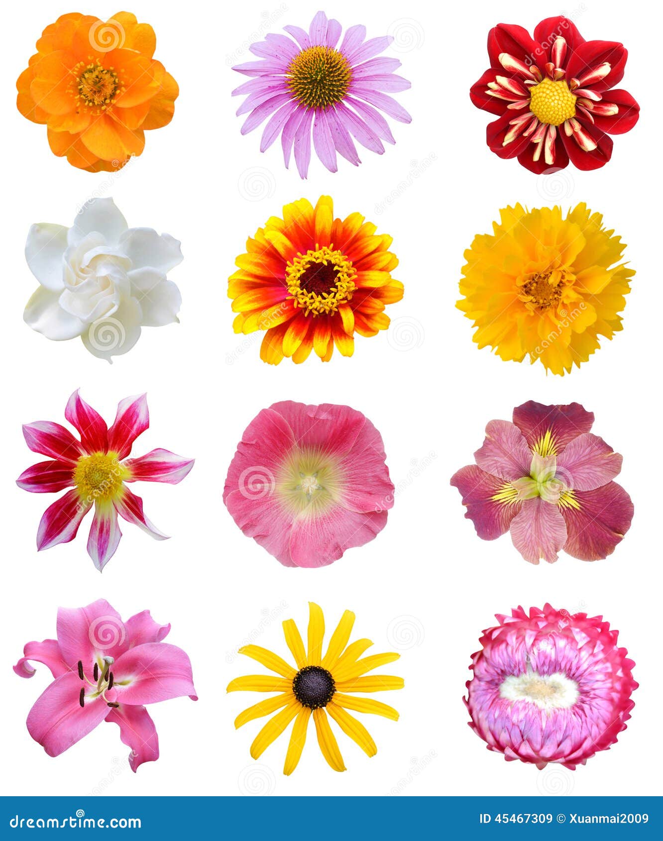 Assorted Colorful Flower Collection Stock Image - Image of collection ...