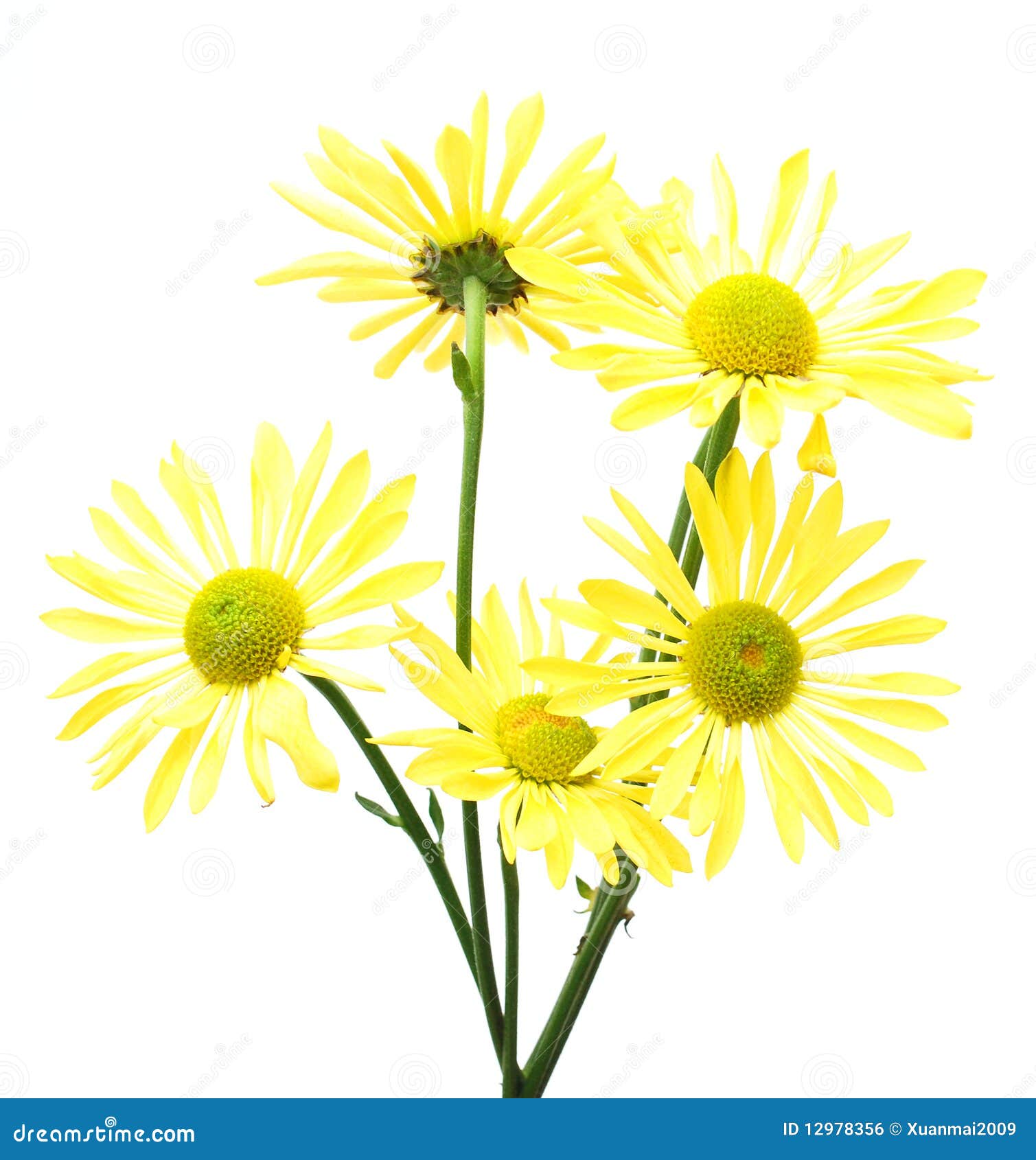 An assorted daisy bunch stock photo. Image of green, flower - 12978356