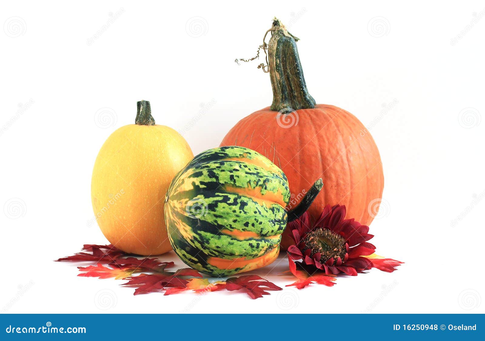 Assorted Fall Squash - Isolated Stock Photo - Image of still ...