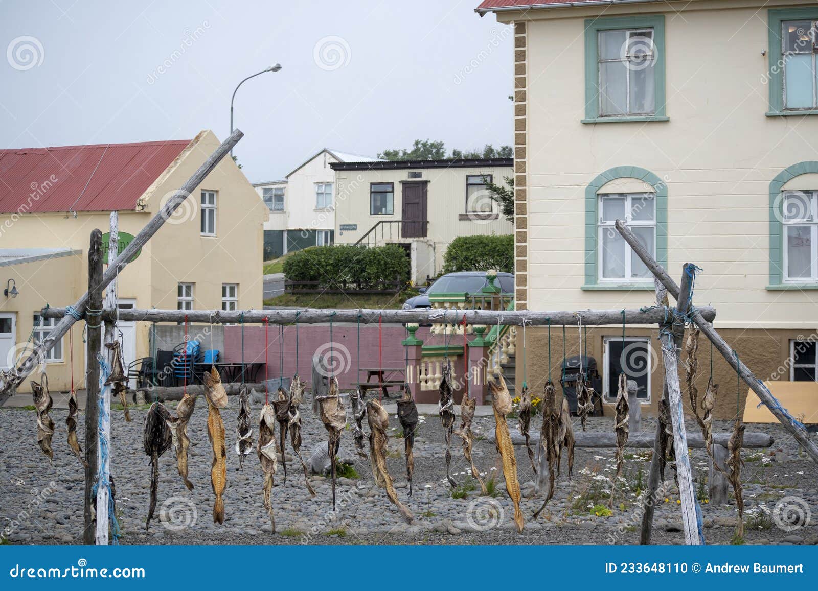Assorted Fish Hanging from Fish Drying Rack in North Iceland Editorial ...