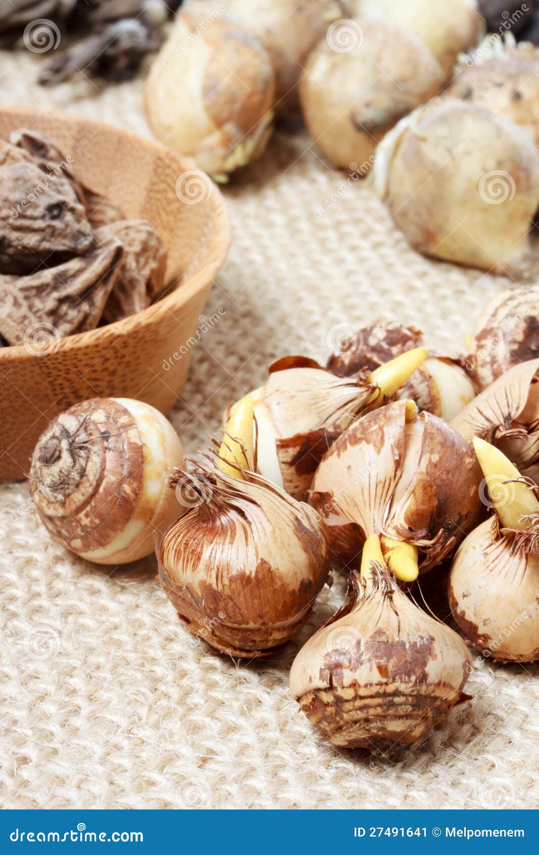 Assorted flower bulbs stock image. Image of garden, nature - 27491641