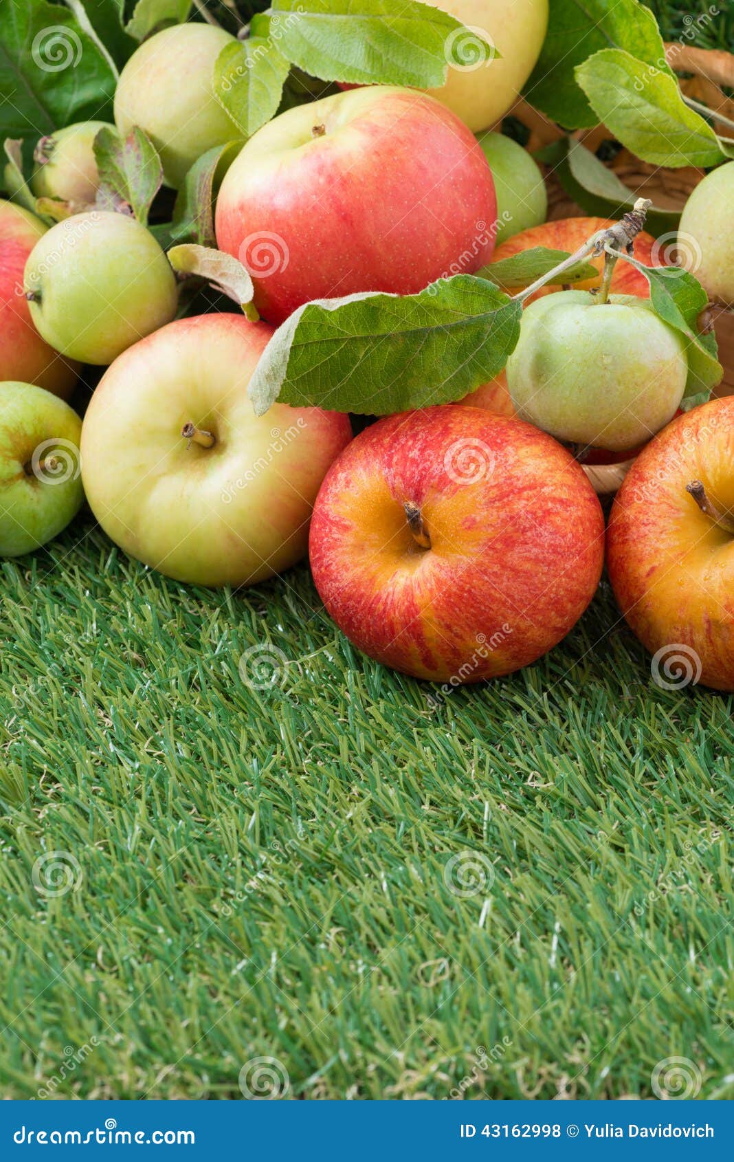 Assorted Fresh Garden Apples on Green Grass and Space for Text Stock ...