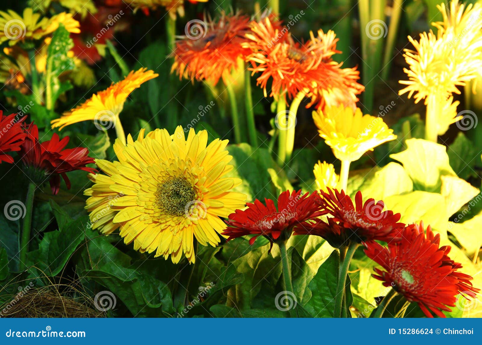 Assorted gerbera flowers stock photo. Image of leaf, decoration - 15286624