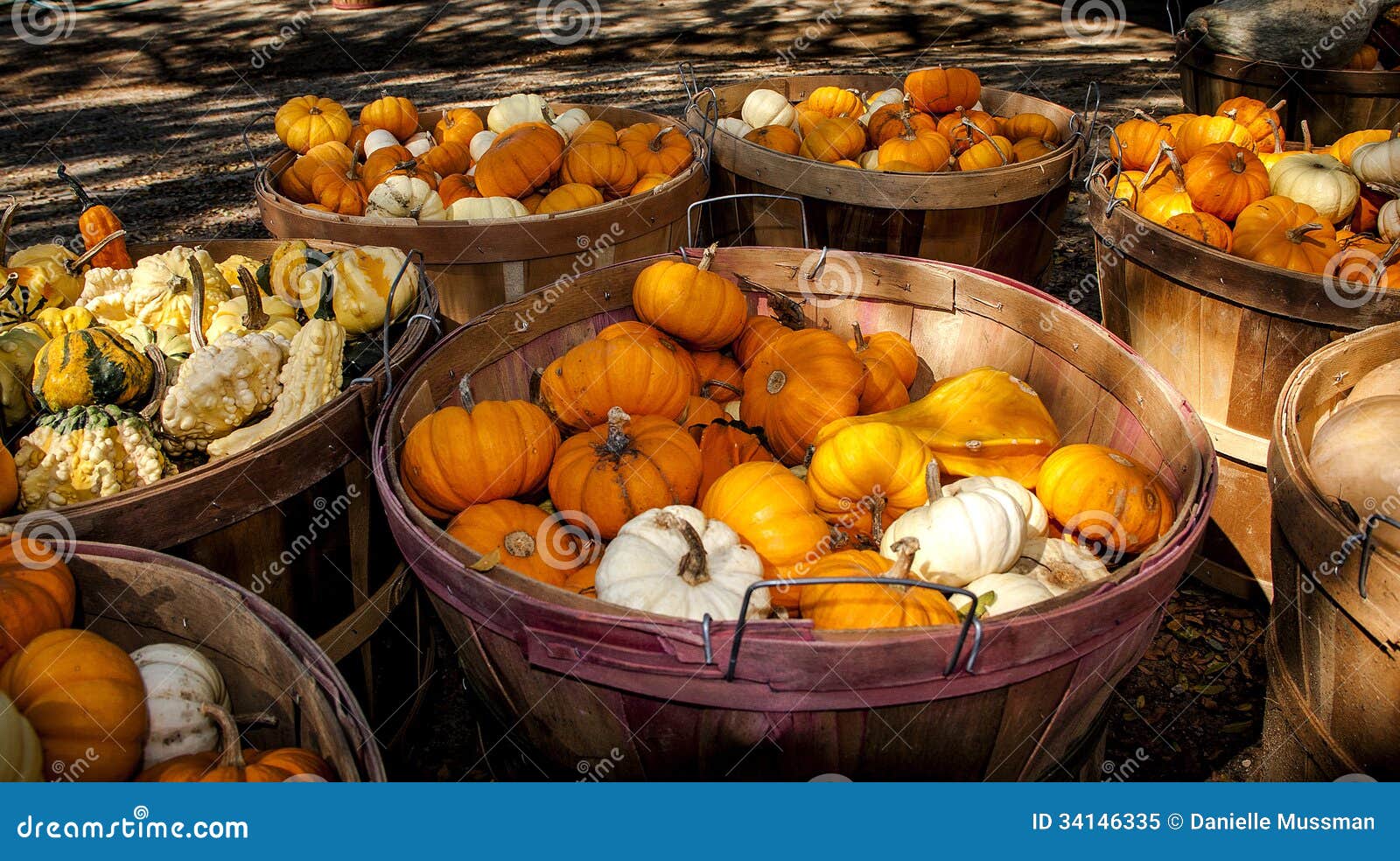 Assorted gourds for sale stock image. Image of jack, lantern - 34146335