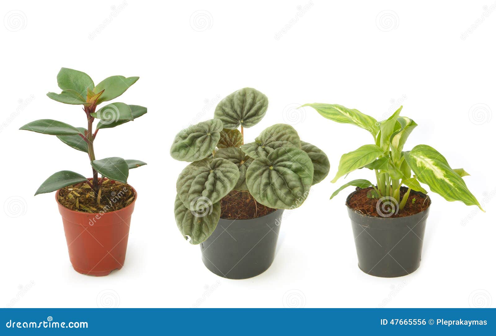 Assorted Green Houseplants in Pots Stock Photo - Image of potted ...