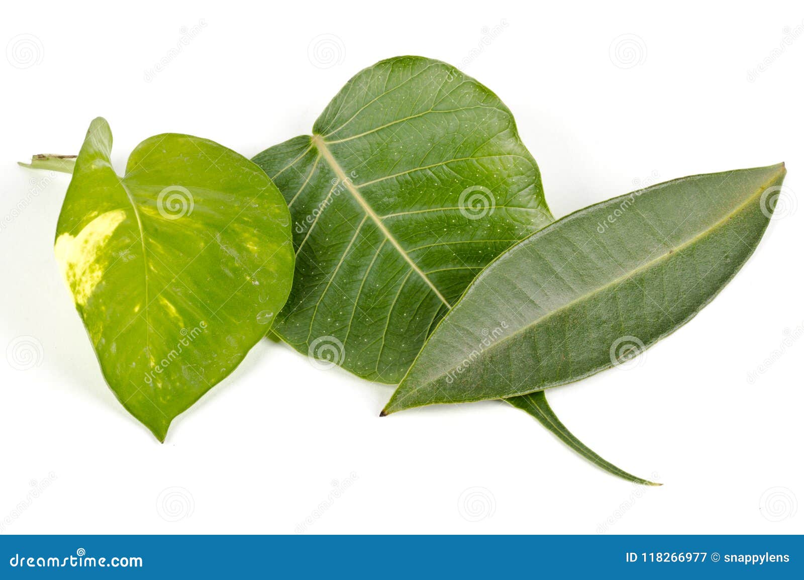 Assorted green leaves stock image. Image of environment - 118266977