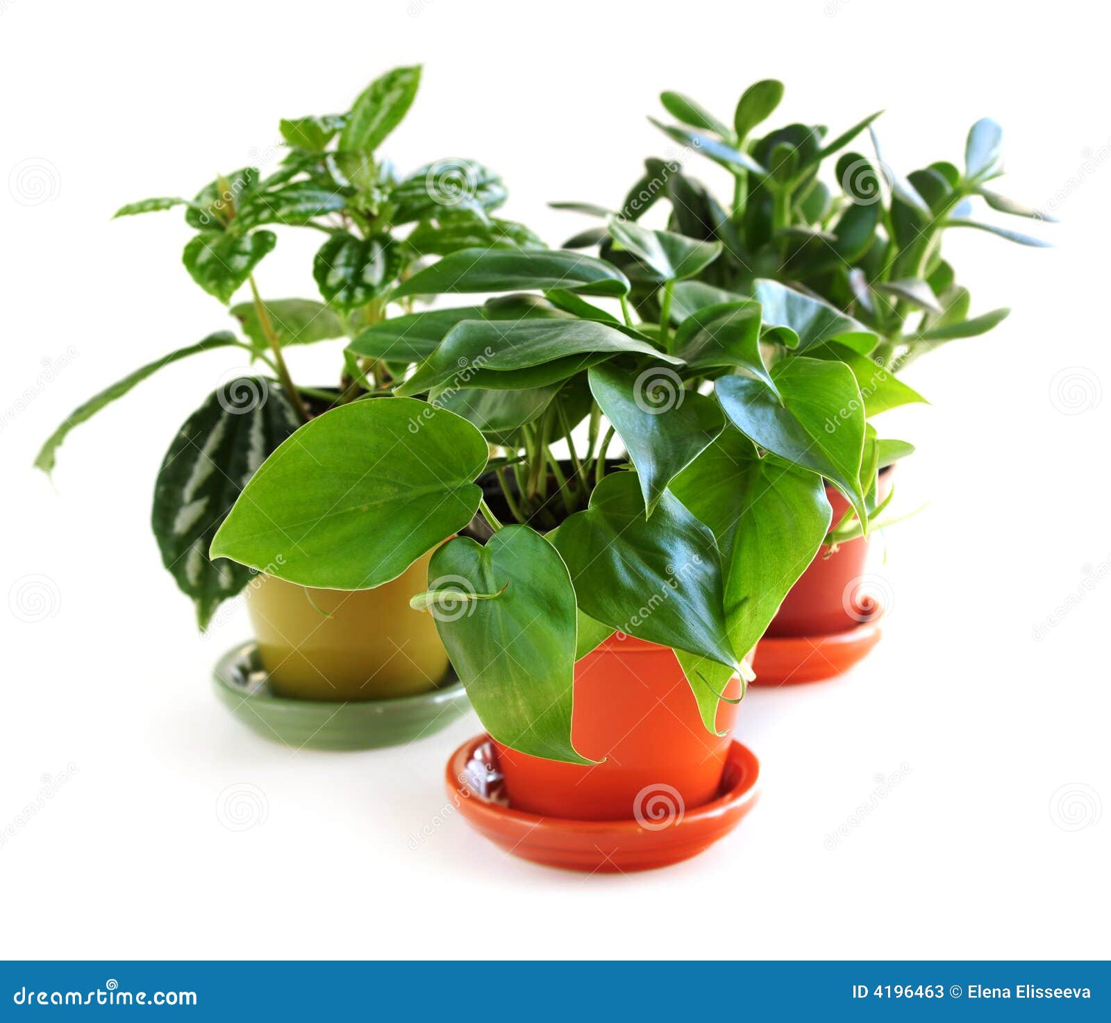 Assorted houseplants stock image. Image of houseplants - 4196463