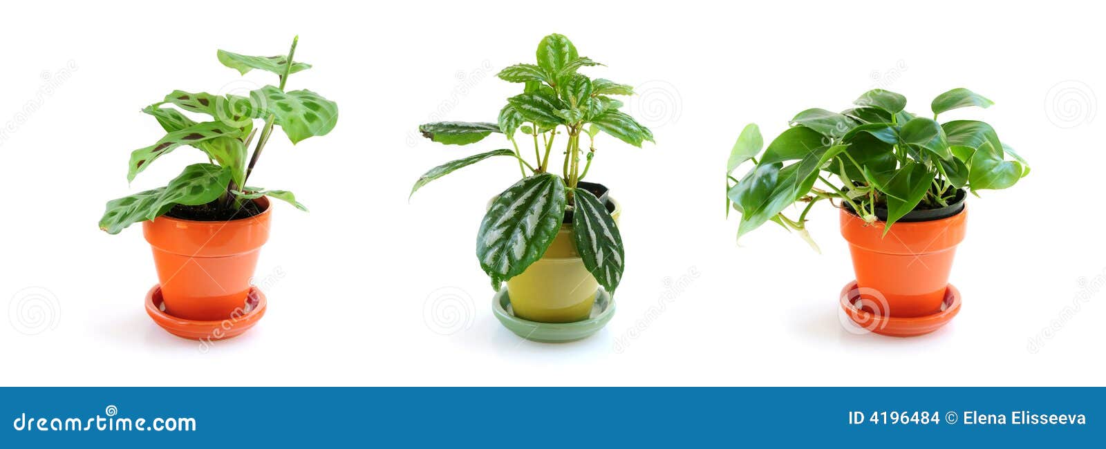 Assorted houseplants stock photo. Image of decoration - 4196484
