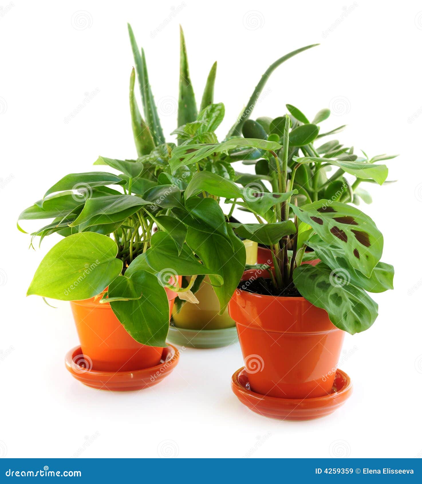 Assorted houseplants stock image. Image of botanical, growth - 4259359