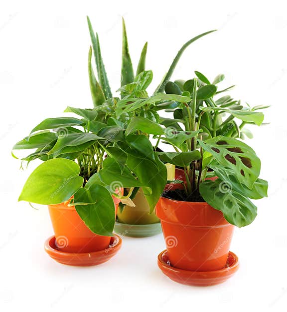 Assorted houseplants stock image. Image of botanical, growth - 4259359
