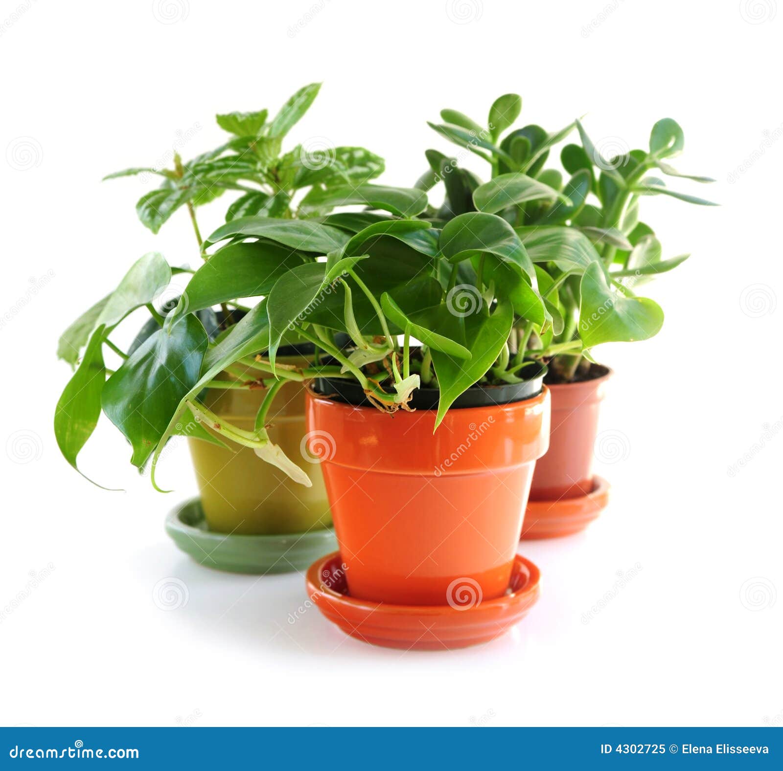 Assorted houseplants stock image. Image of growth, foliage - 4302725