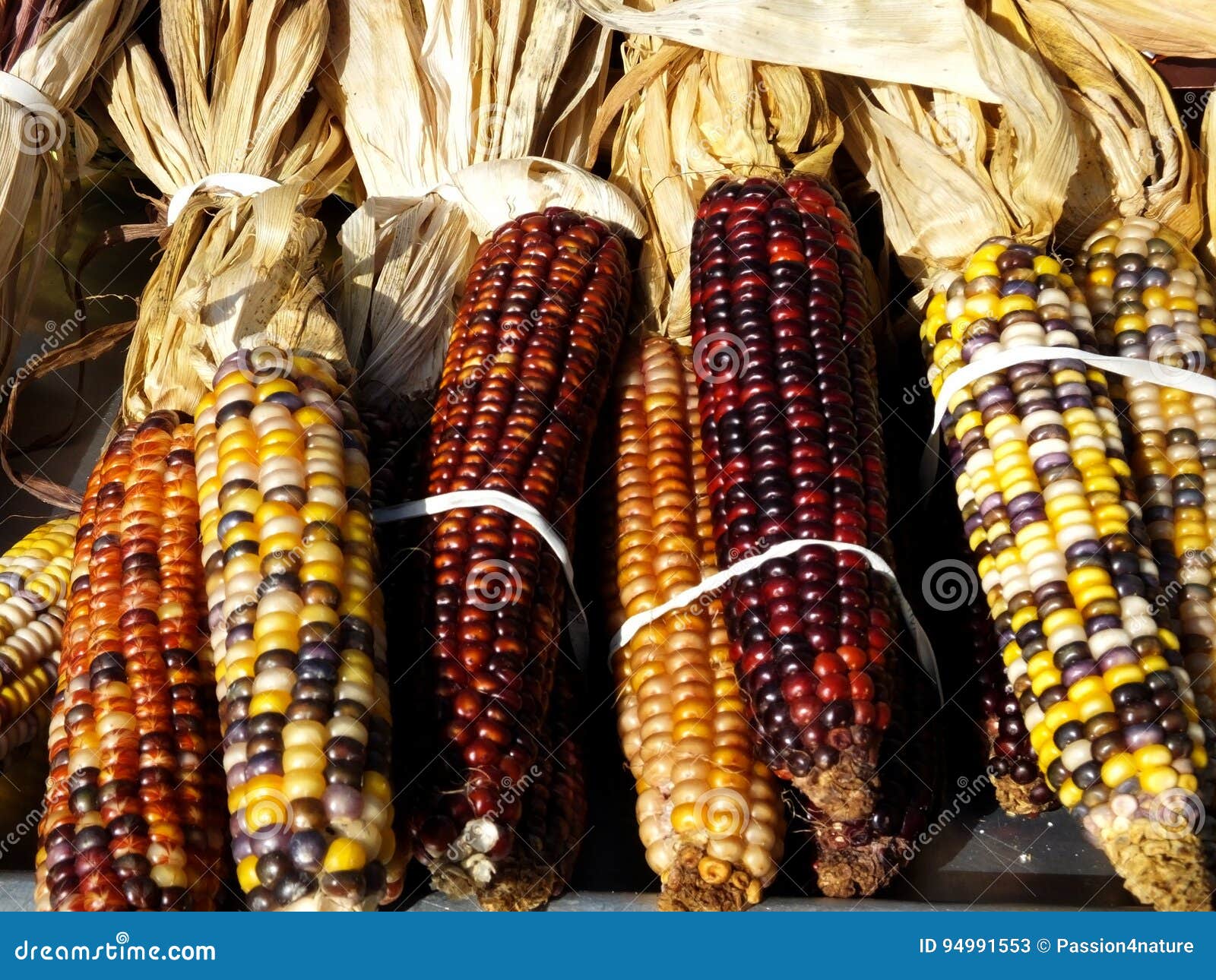 Assorted Indian Corn stock image. Image of kernel, corn - 94991553
