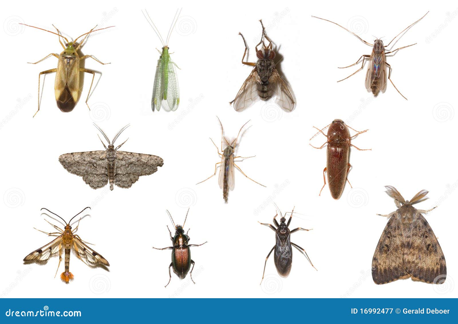 Assorted Insects Isolated on White Stock Image - Image of isolated ...