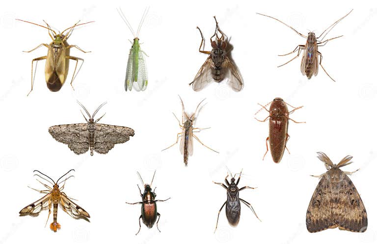 Assorted Insects Isolated on White Stock Image - Image of isolated ...